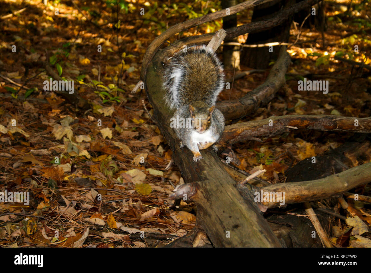 Fat squirrel walking on a tree trunk Stock Photo - Alamy