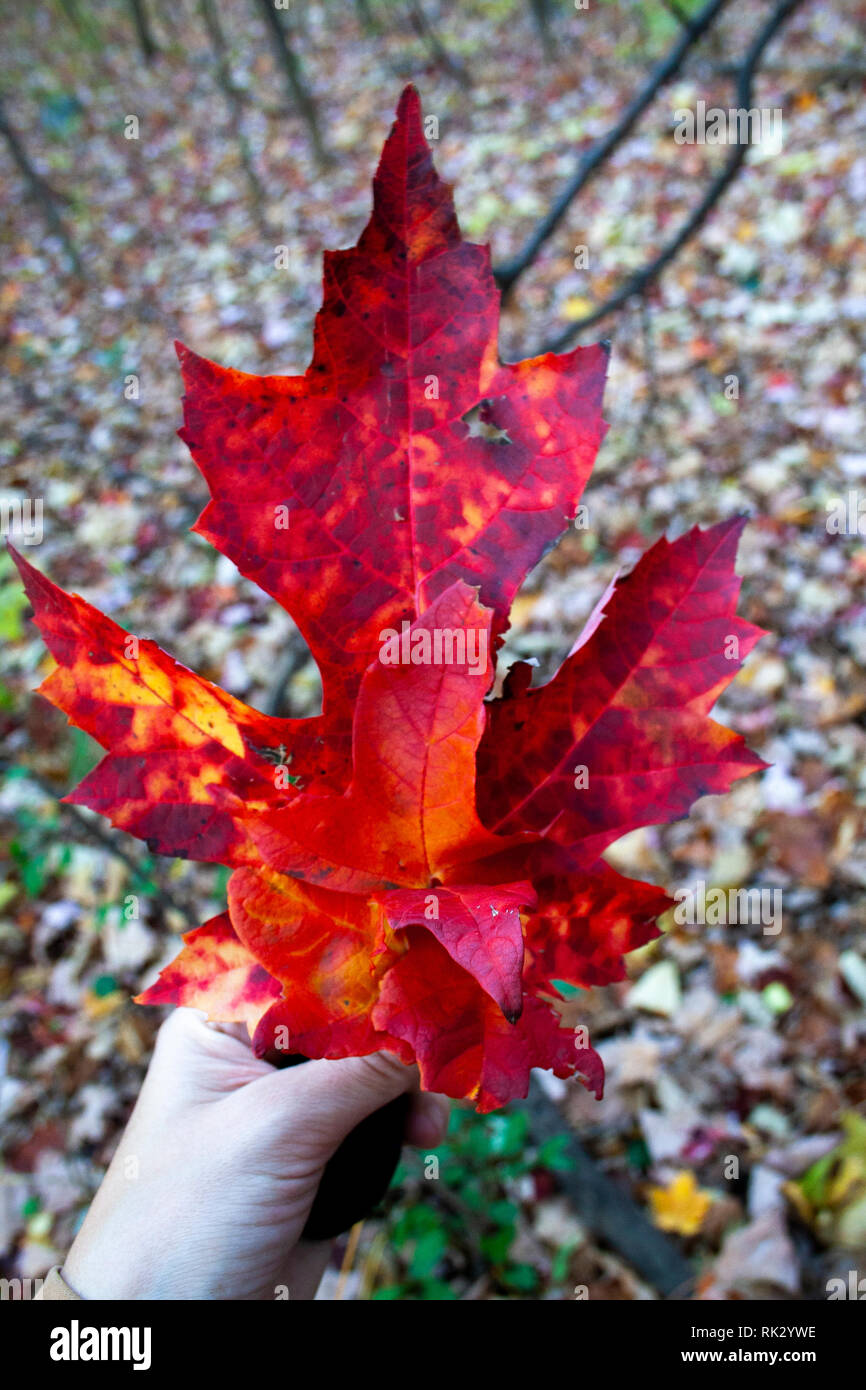 Hand holding a red maple leaf Stock Photo - Alamy