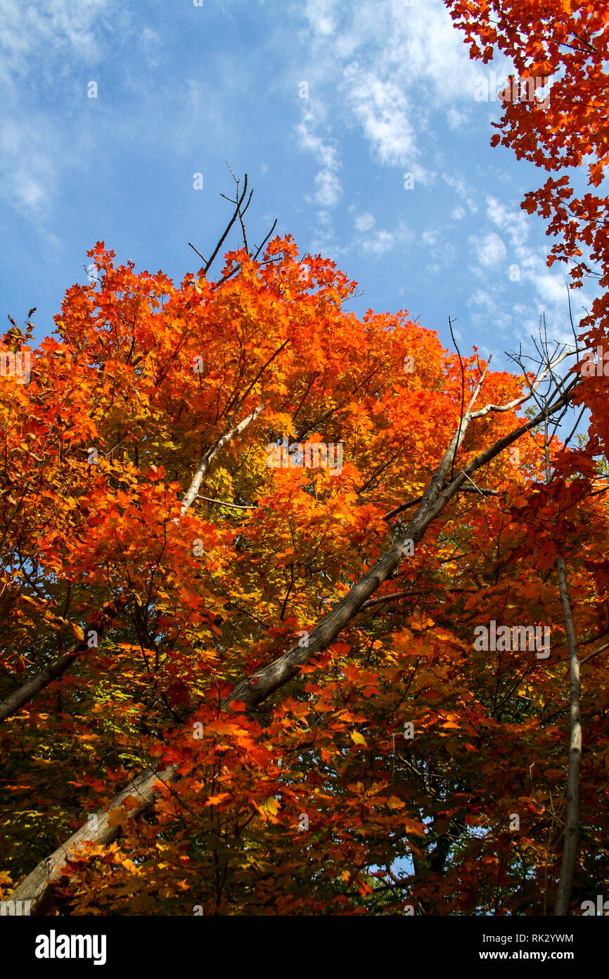 Beautiful tree-tops in the Fall-time Stock Photo - Alamy
