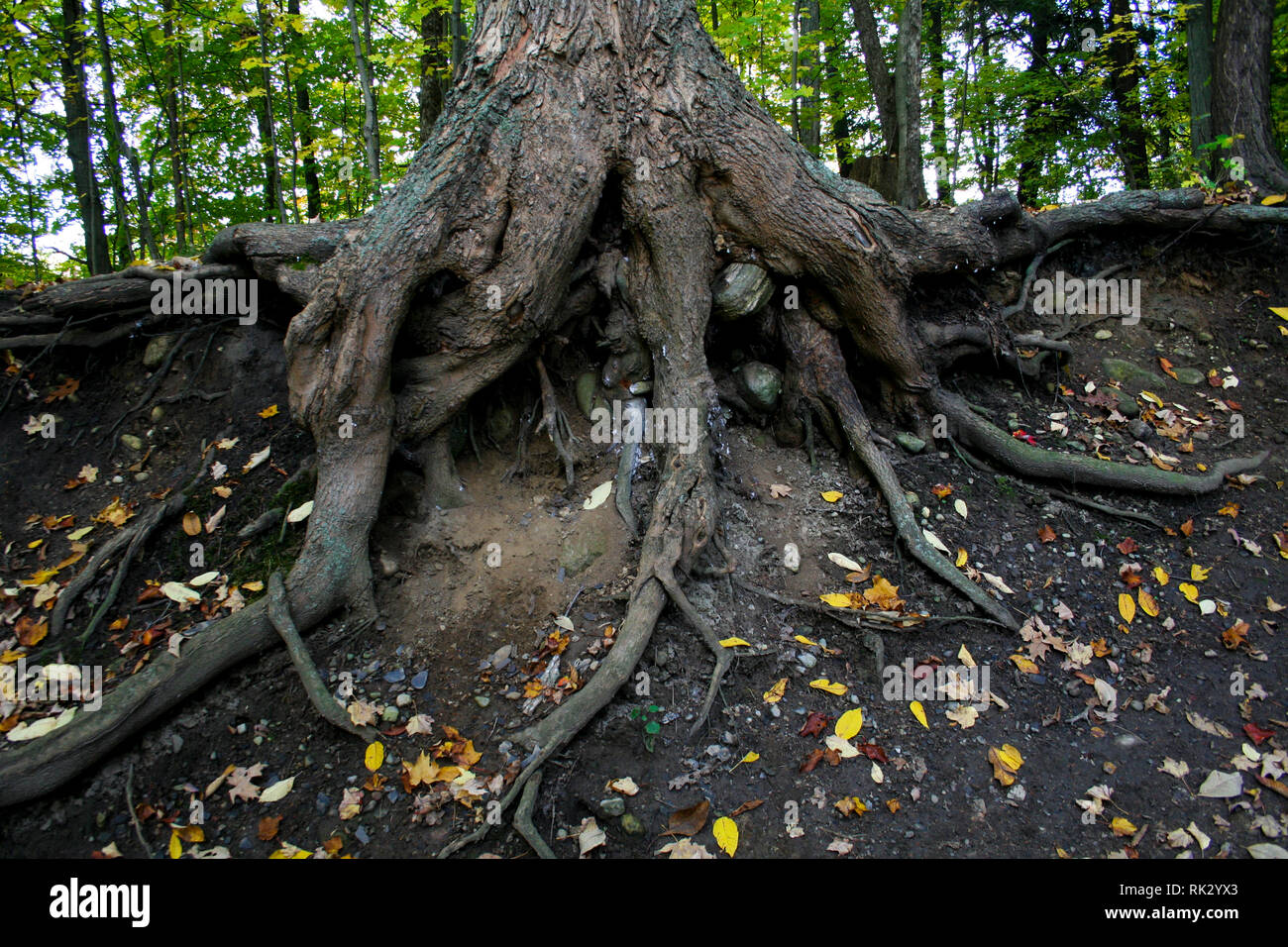 Tree roots in Ontario forest, Canada Stock Photo - Alamy