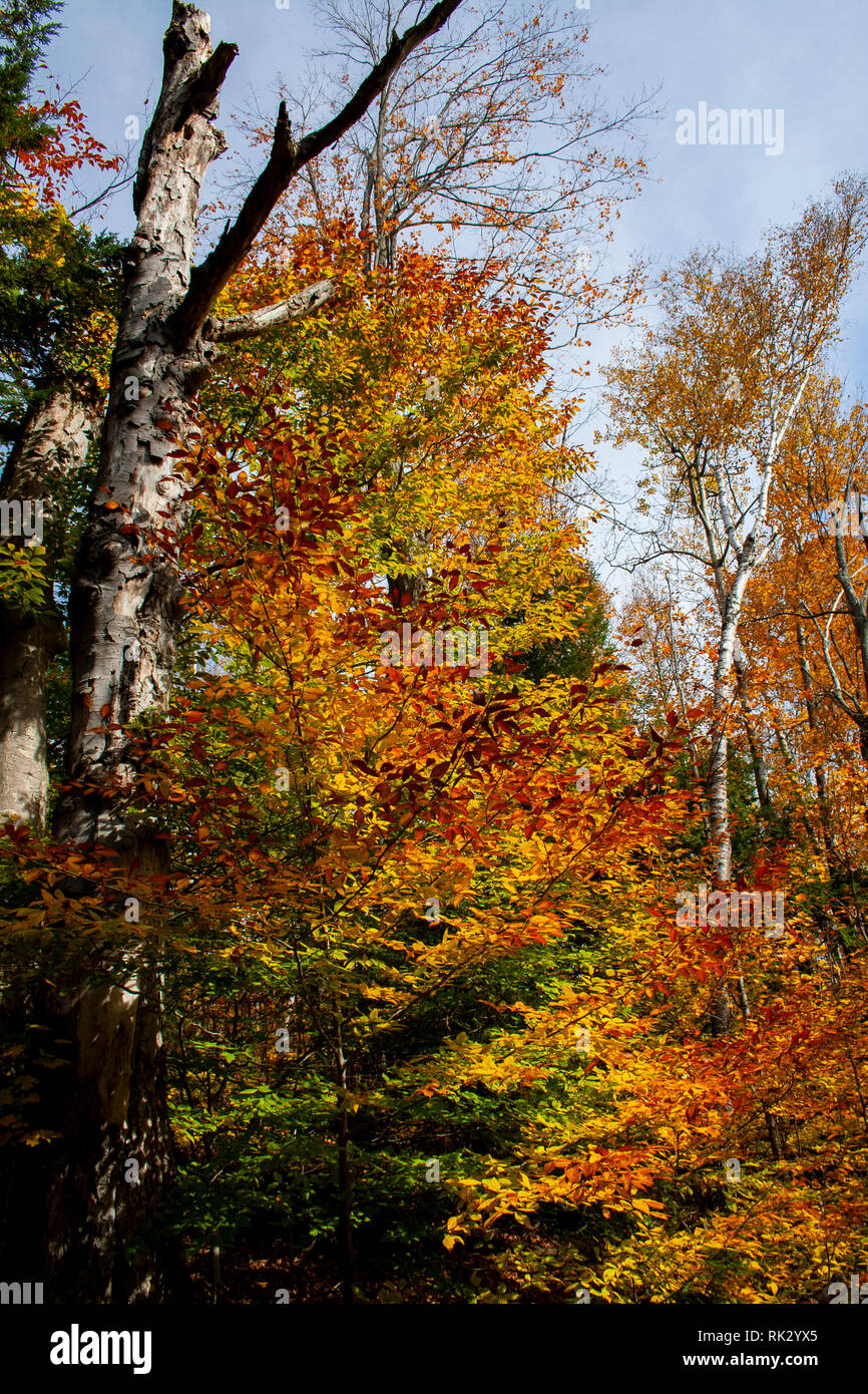 Beautiful fall colours hi-res stock photography and images - Alamy