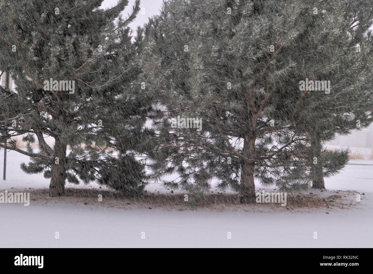Windy snow flakes hi-res stock photography and images - Alamy