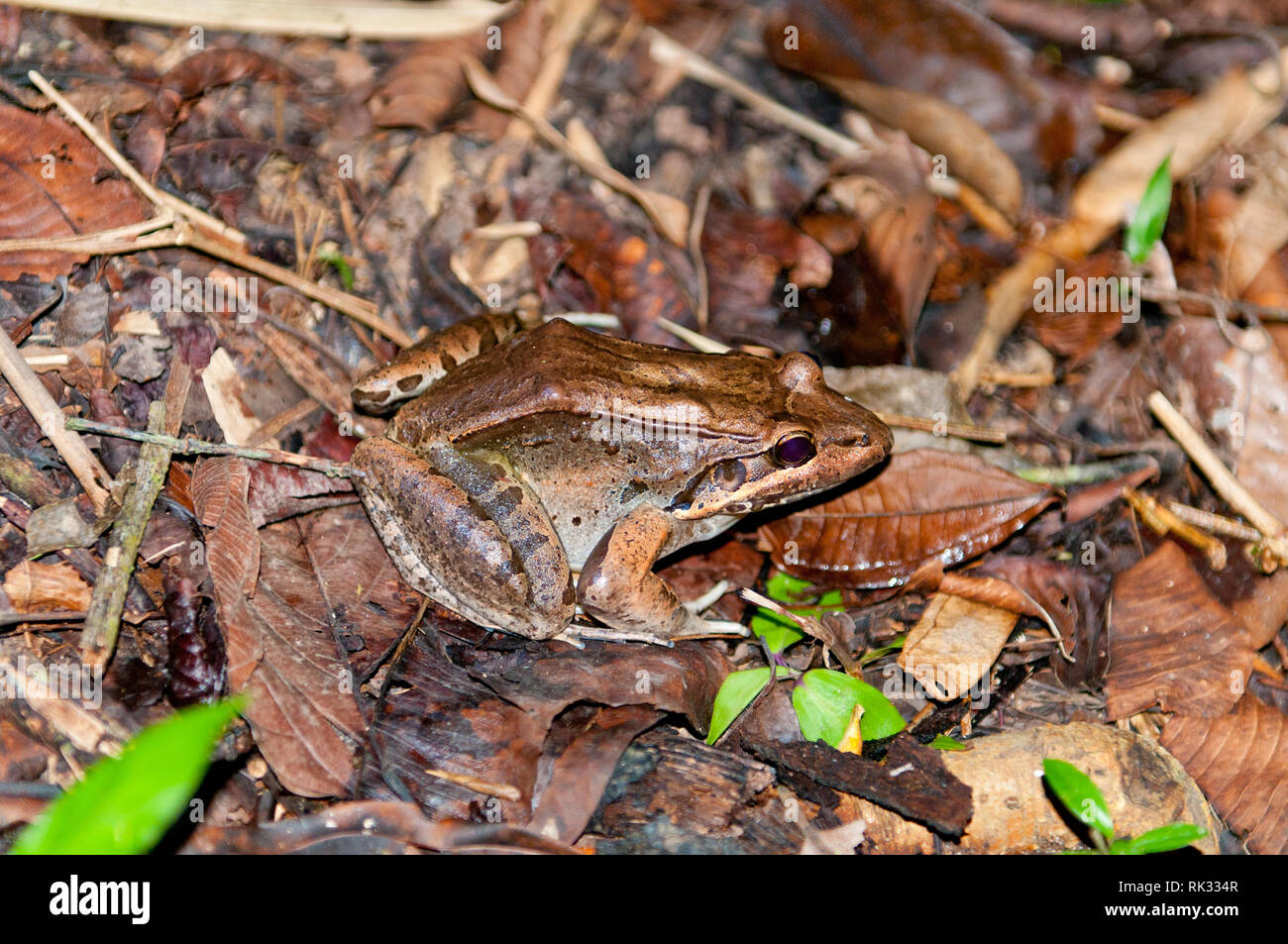 Smoky Jungle Frog in the Peruvian Rain Forest Stock Photo - Alamy