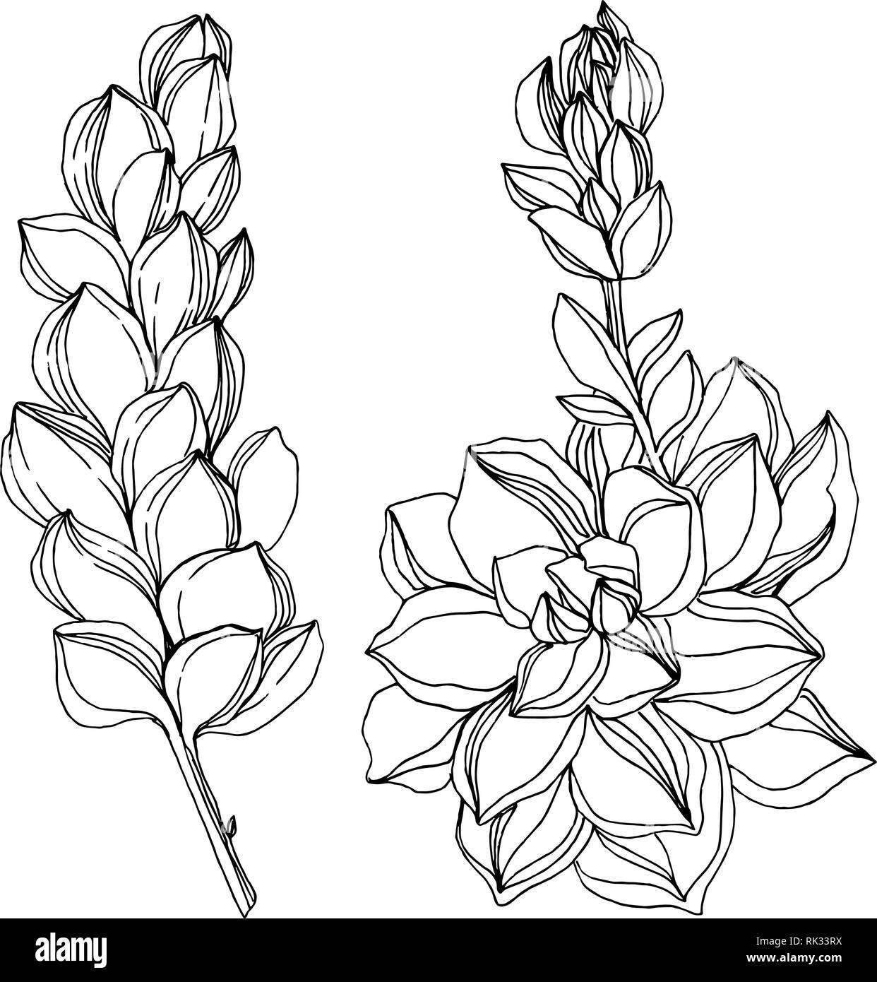 Bluebonnet Drawing Black And White
