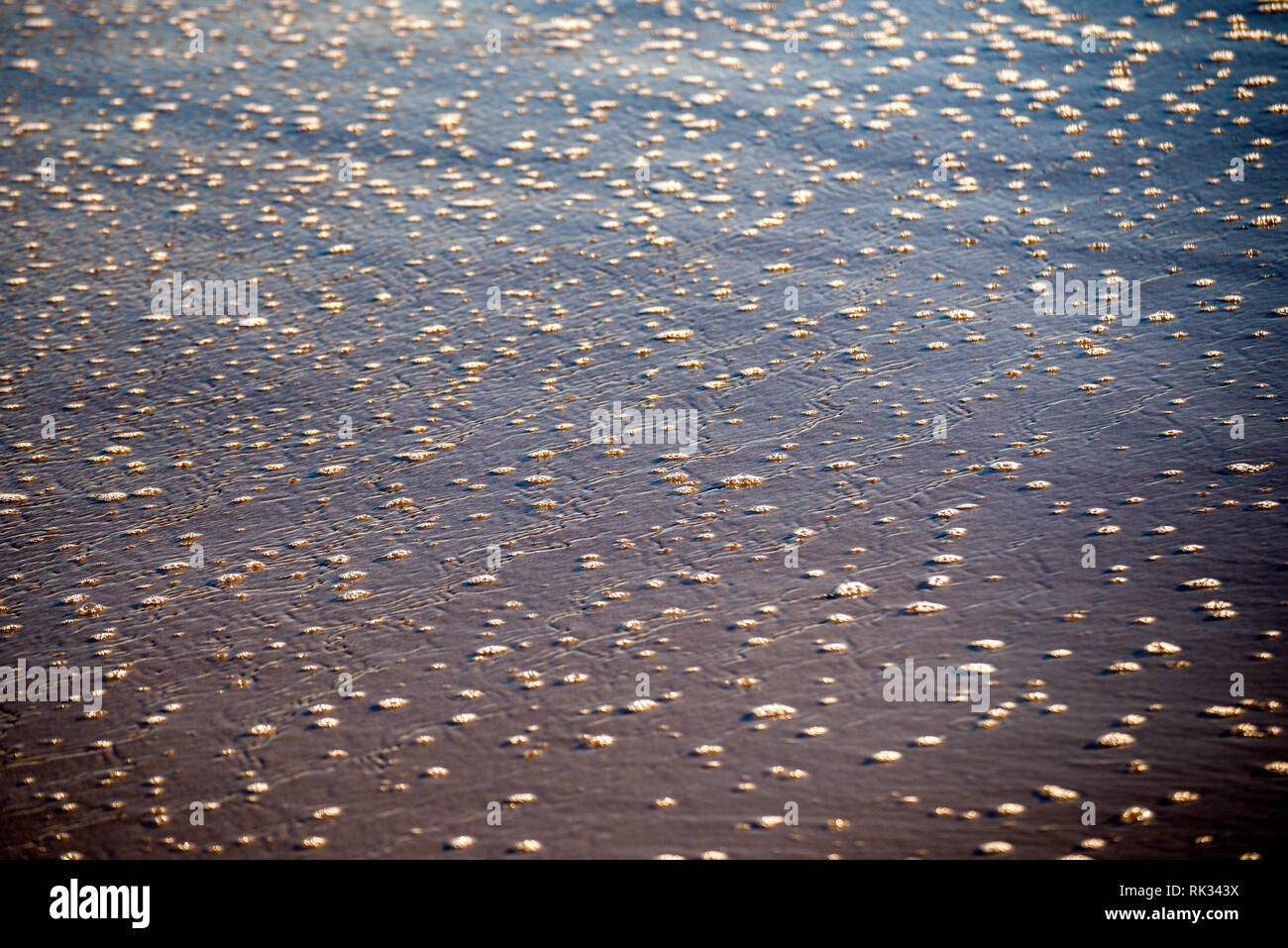 Foam bubbles of the surf on sand Stock Photo - Alamy