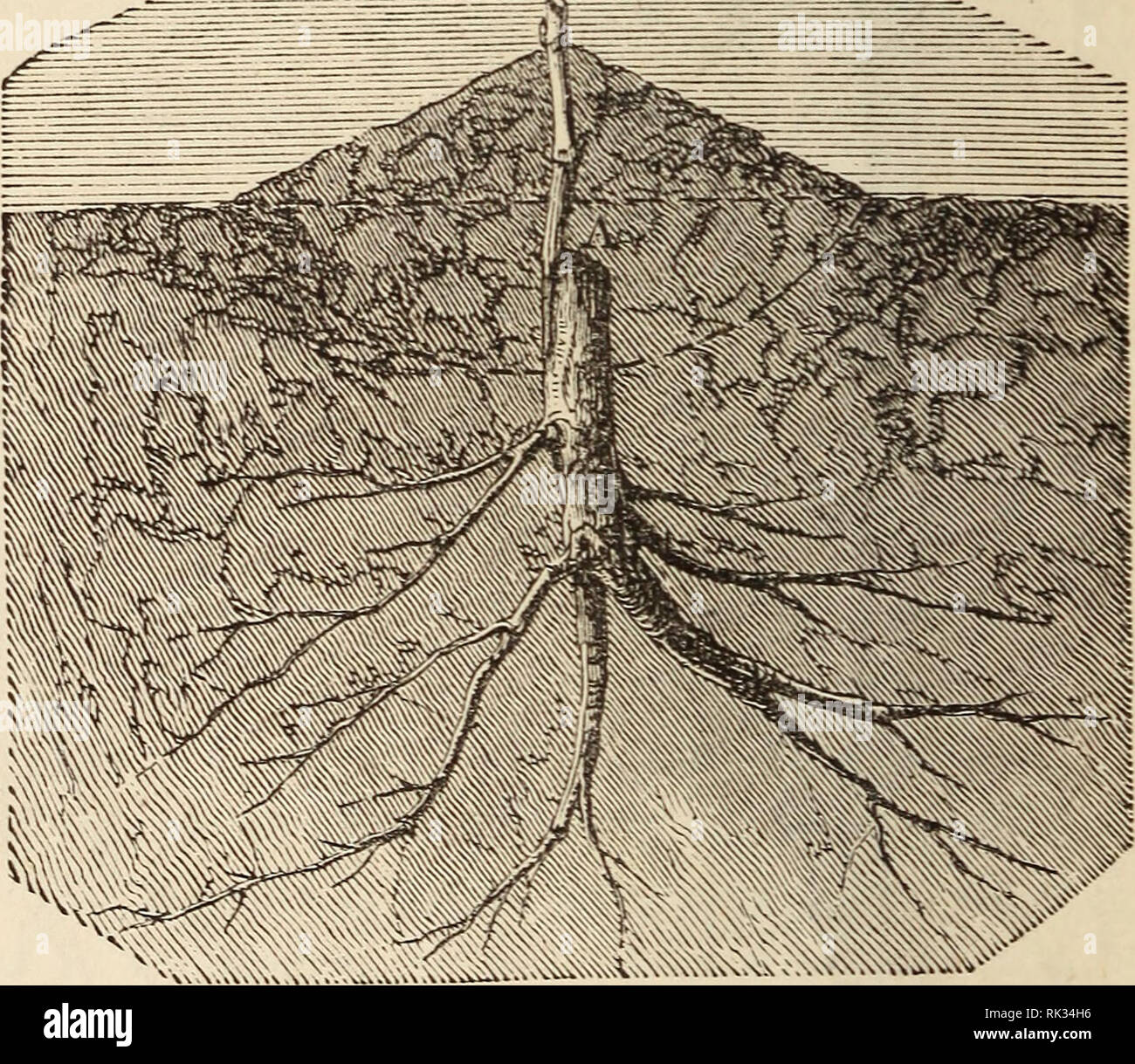 . The art of grafting and budding. Grafting. 128 THE ART OP the sap ...