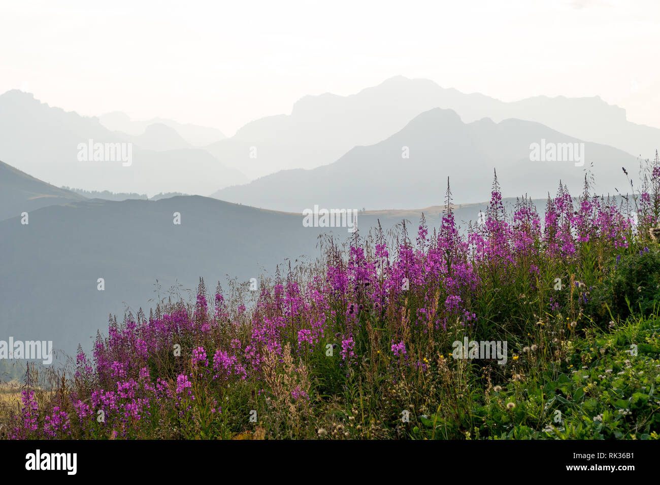 Field of common Fireweed (Chamaenerion angustifolium) wildflowers, also ...