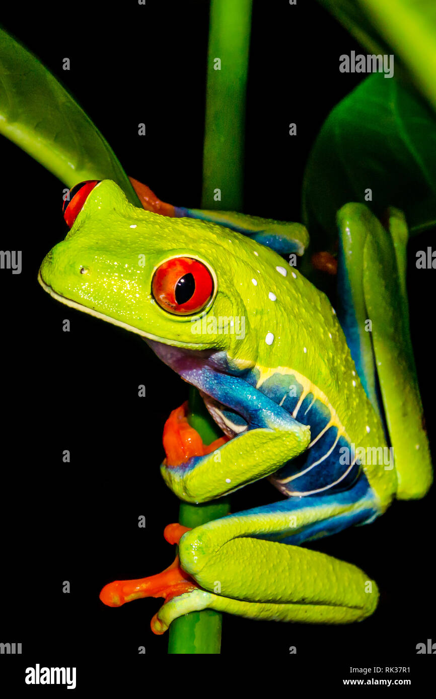 Red eyed frog hi-res stock photography and images - Alamy