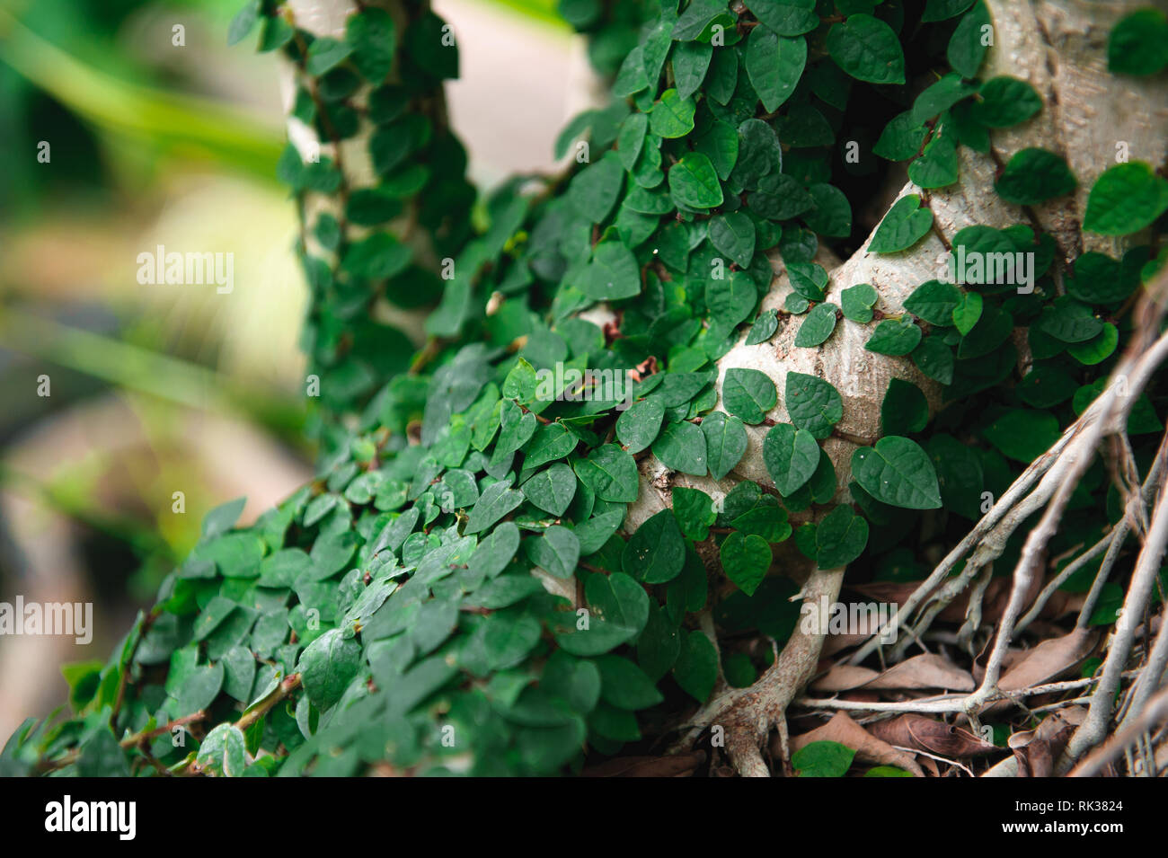 Floral vine entwined hi-res stock photography and images - Alamy
