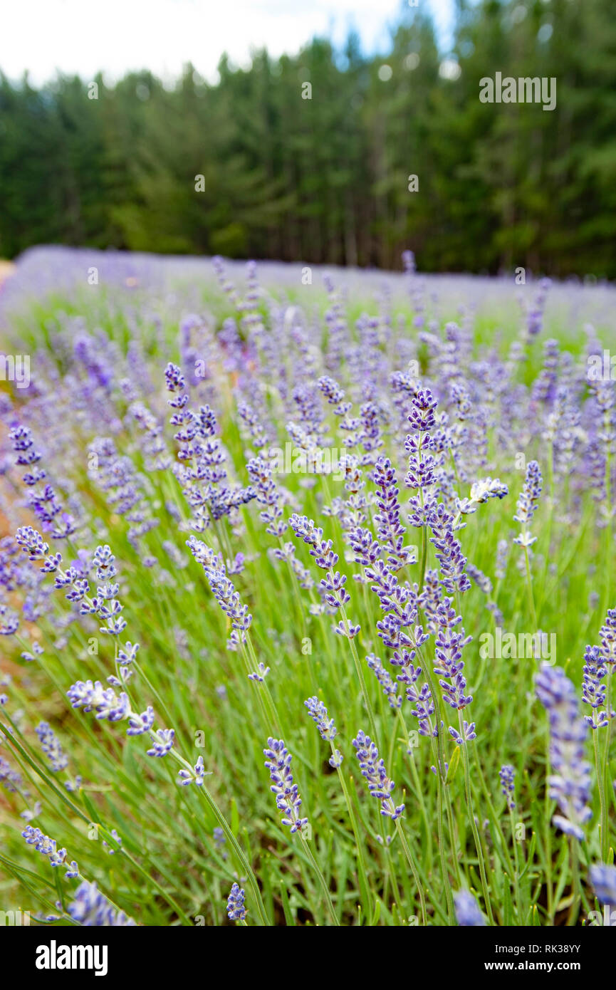 Lavender farm, Nabowla, Tasmania, Australia Stock Photo - Alamy