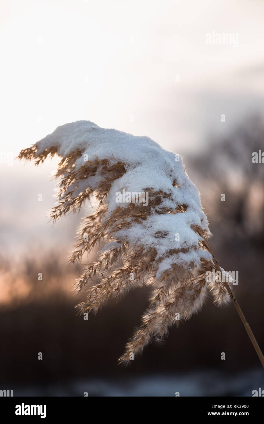 Phragmites karka hi-res stock photography and images - Alamy