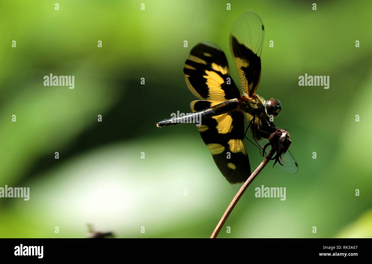 Onam flower hi-res stock photography and images - Alamy