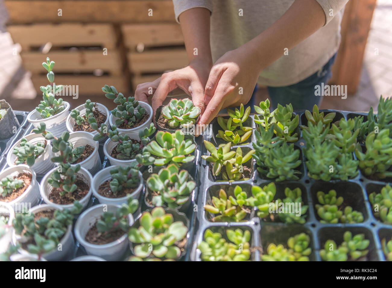 Hand holding succulent hi-res stock photography and images - Alamy