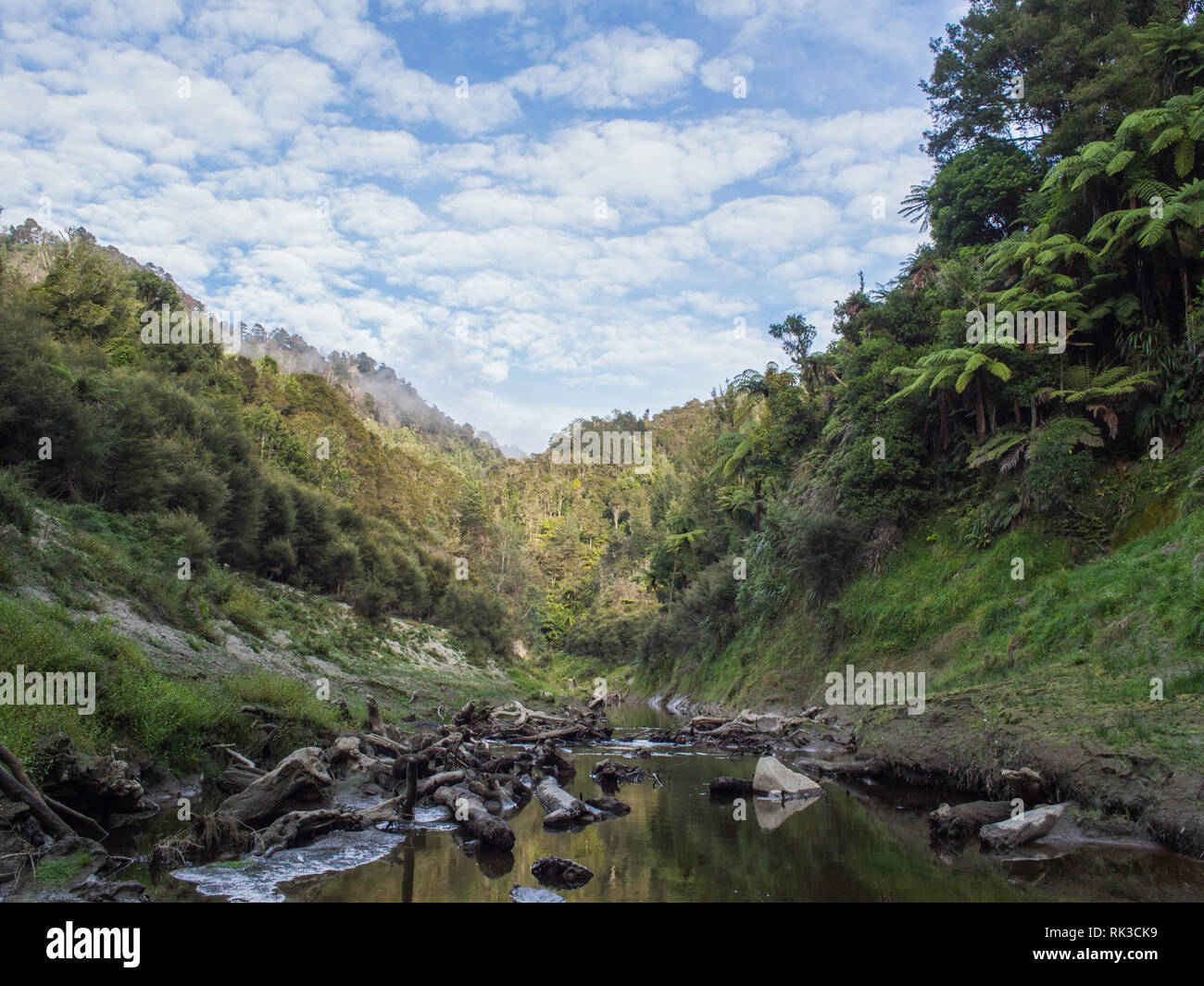 Ahu Ahu Stream, choked with logs, among native forest bush clad hills ...