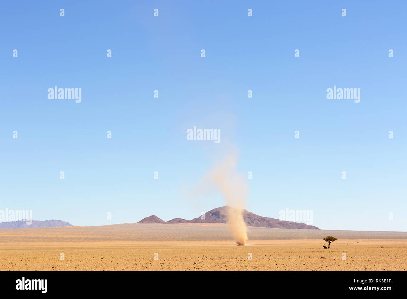 Oryx gazella sitting in the shadow under only tree in the desert an ...