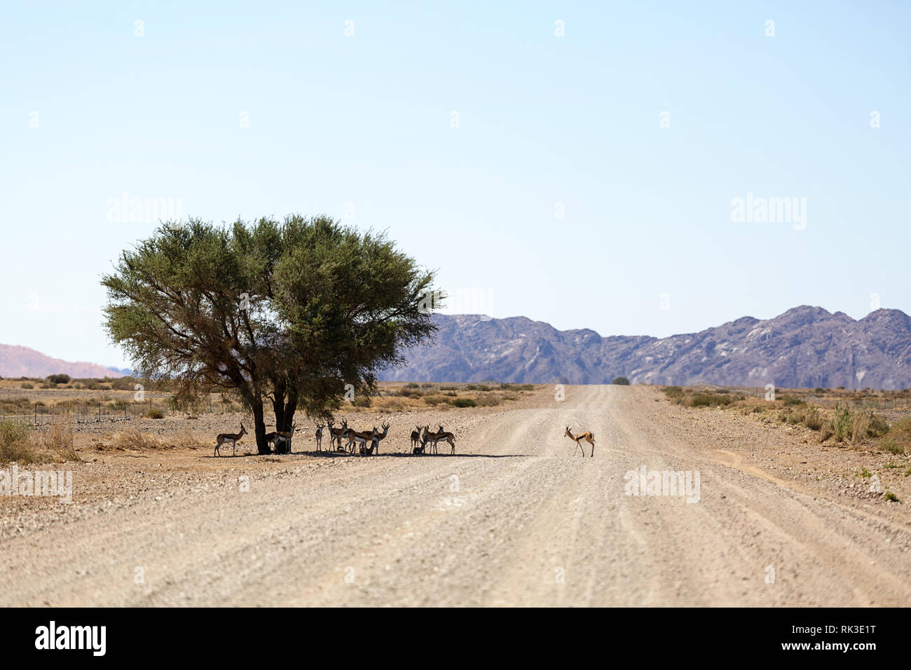 springbok in the shadow under a tree by the road, NAmibia Stock Photo ...