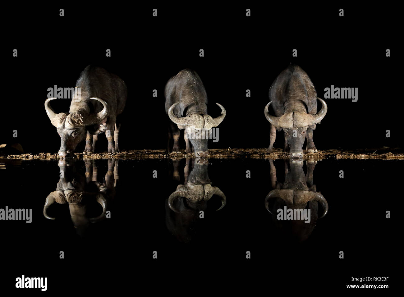 a group of african Buffalo drinks at night near a pool of water in the ...