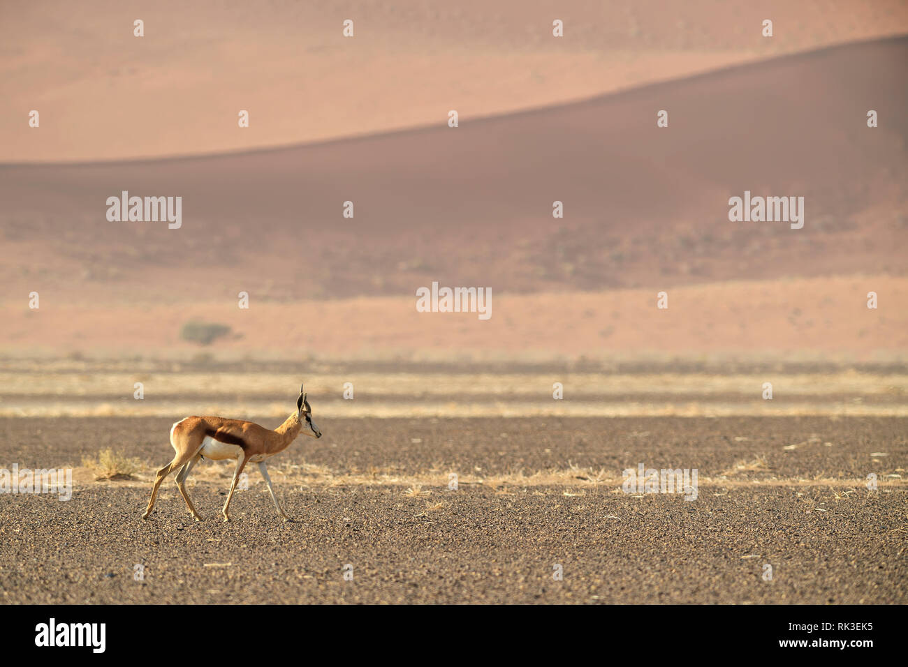 Springbok - Antidorcas marsupialis, beautiful iconic antelop from ...