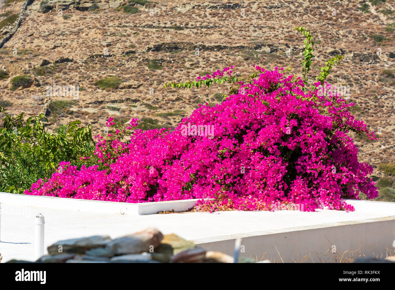 Summer flowers on the roof of an Cycladic home. Sifnos island Greece ...