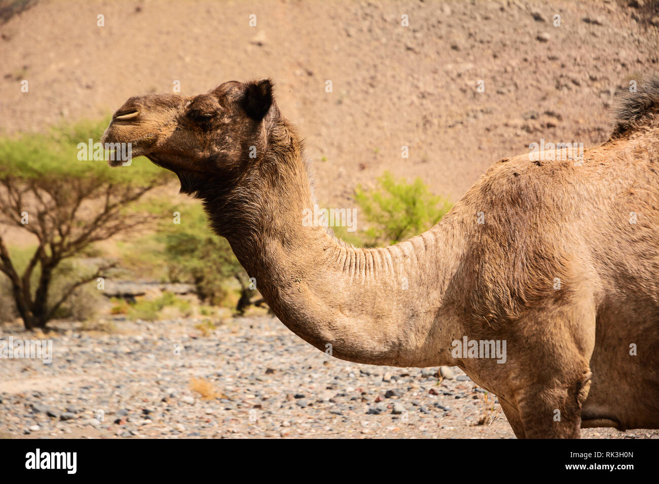 Mammal camel dromedary hi-res stock photography and images - Alamy