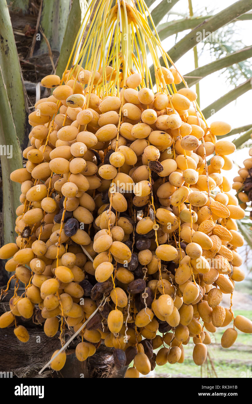 Dates hanging from the tree Stock Photo - Alamy