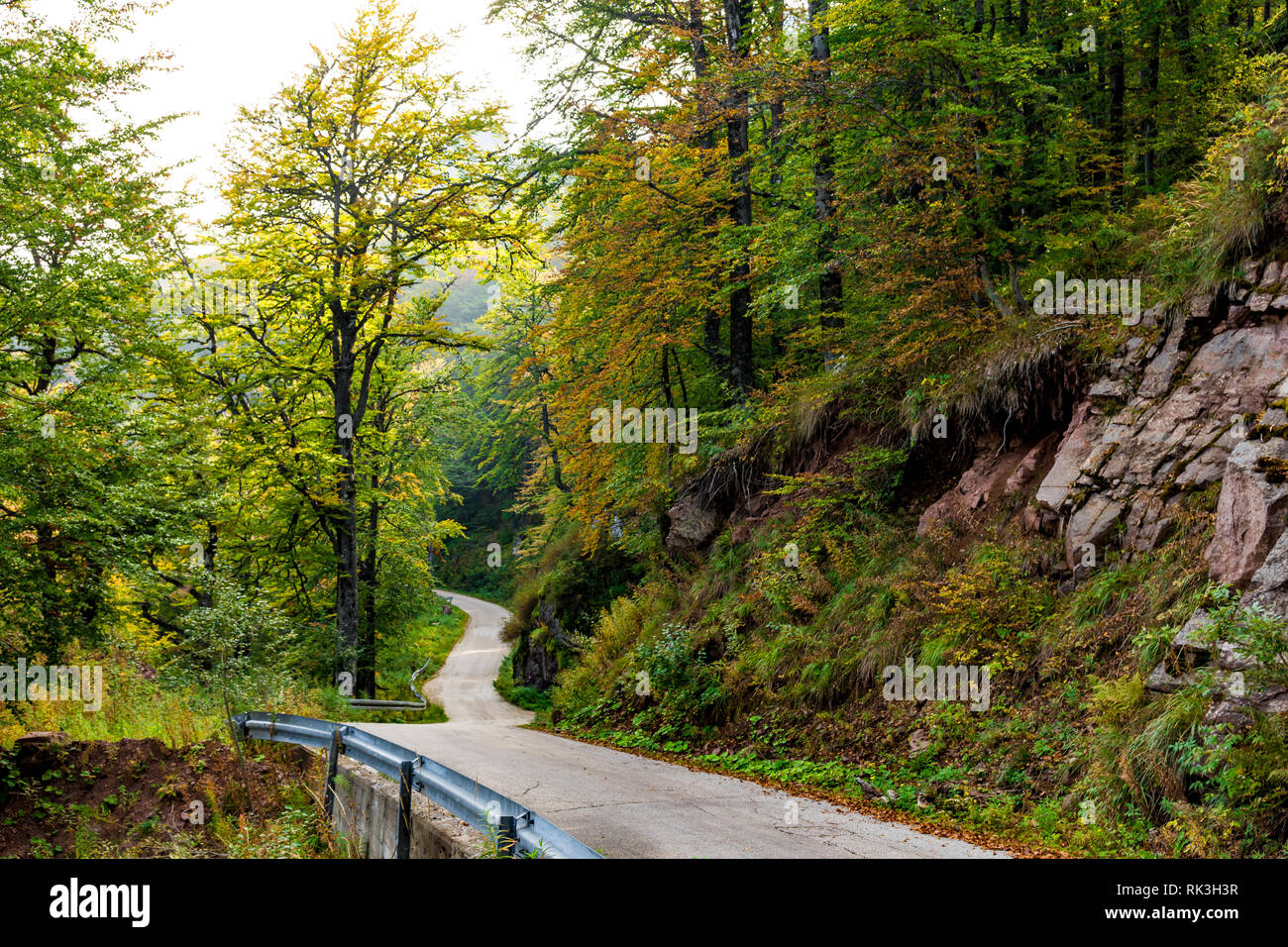 Beautiful colors of autumn leaves in the forest, and road that leads to ...