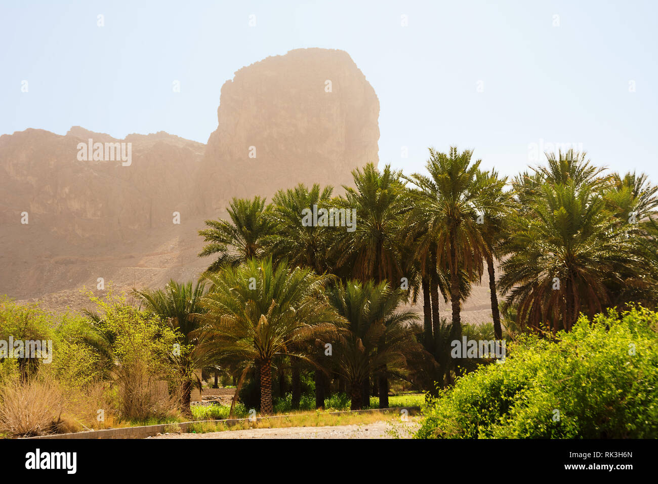 Date palms oman hi-res stock photography and images - Alamy