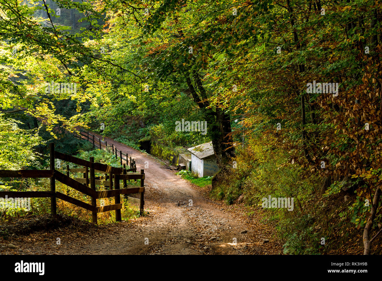 Beautiful colors of autumn leaves in the forest, and road that leads to ...