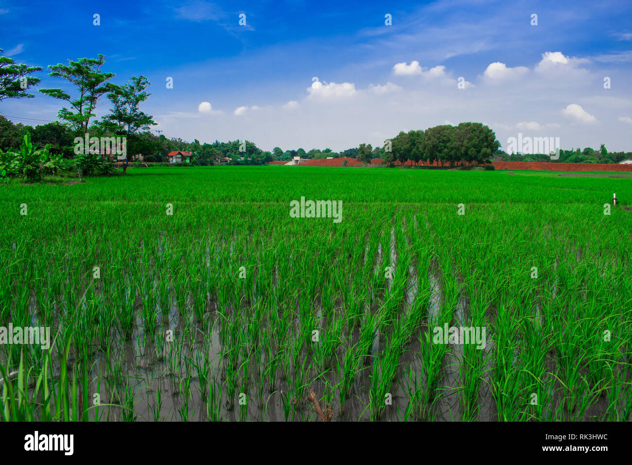 Wide stretch of rice field view Stock Photo - Alamy