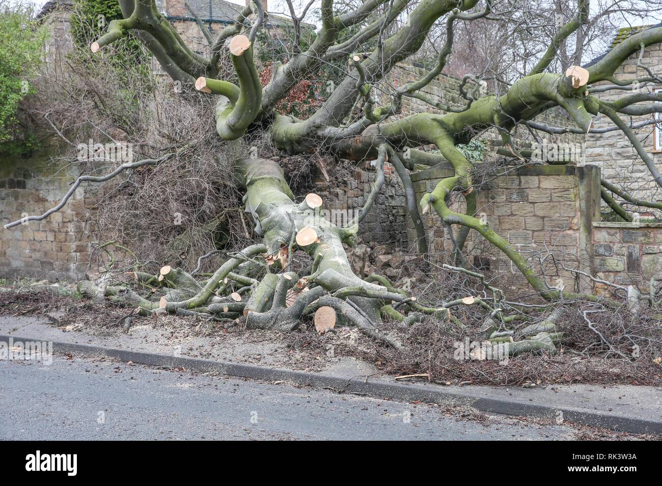 Oak tree cut out uk hi-res stock photography and images - Alamy