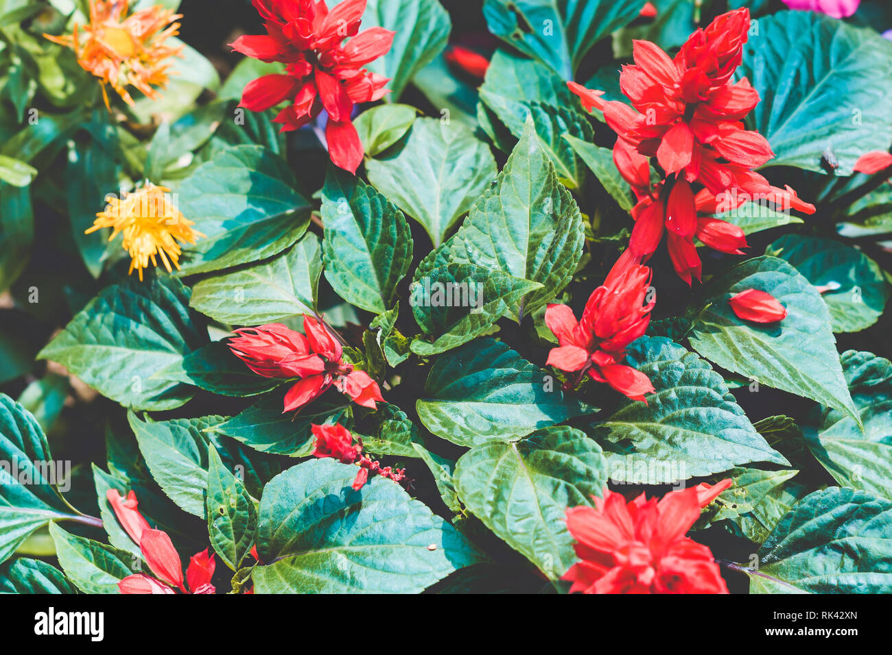 The poinsettia (Euphorbia pulcherrima) also known as Christmas Star, is ...