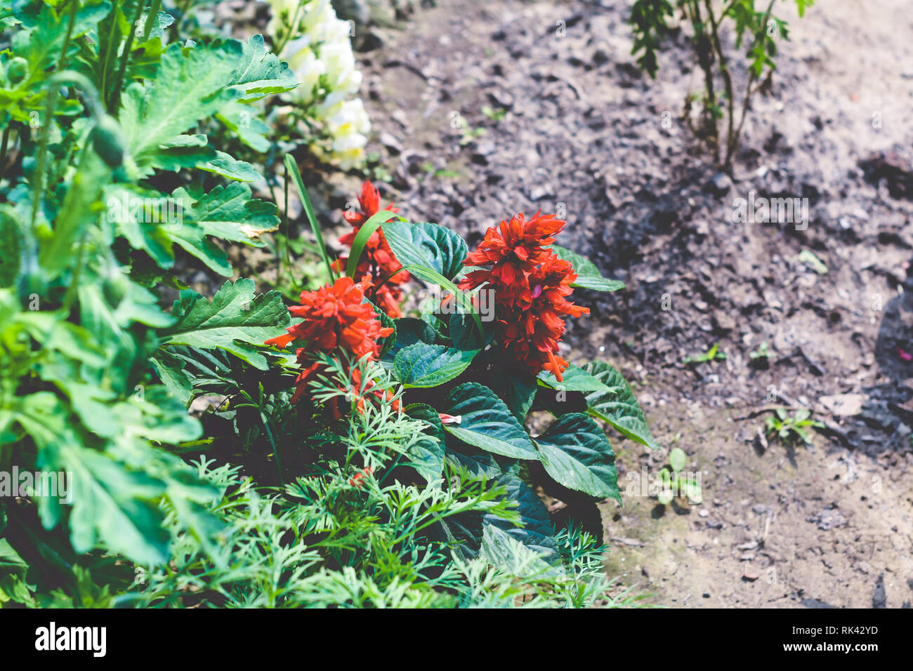 Poinsettia mexico tree hi-res stock photography and images - Alamy