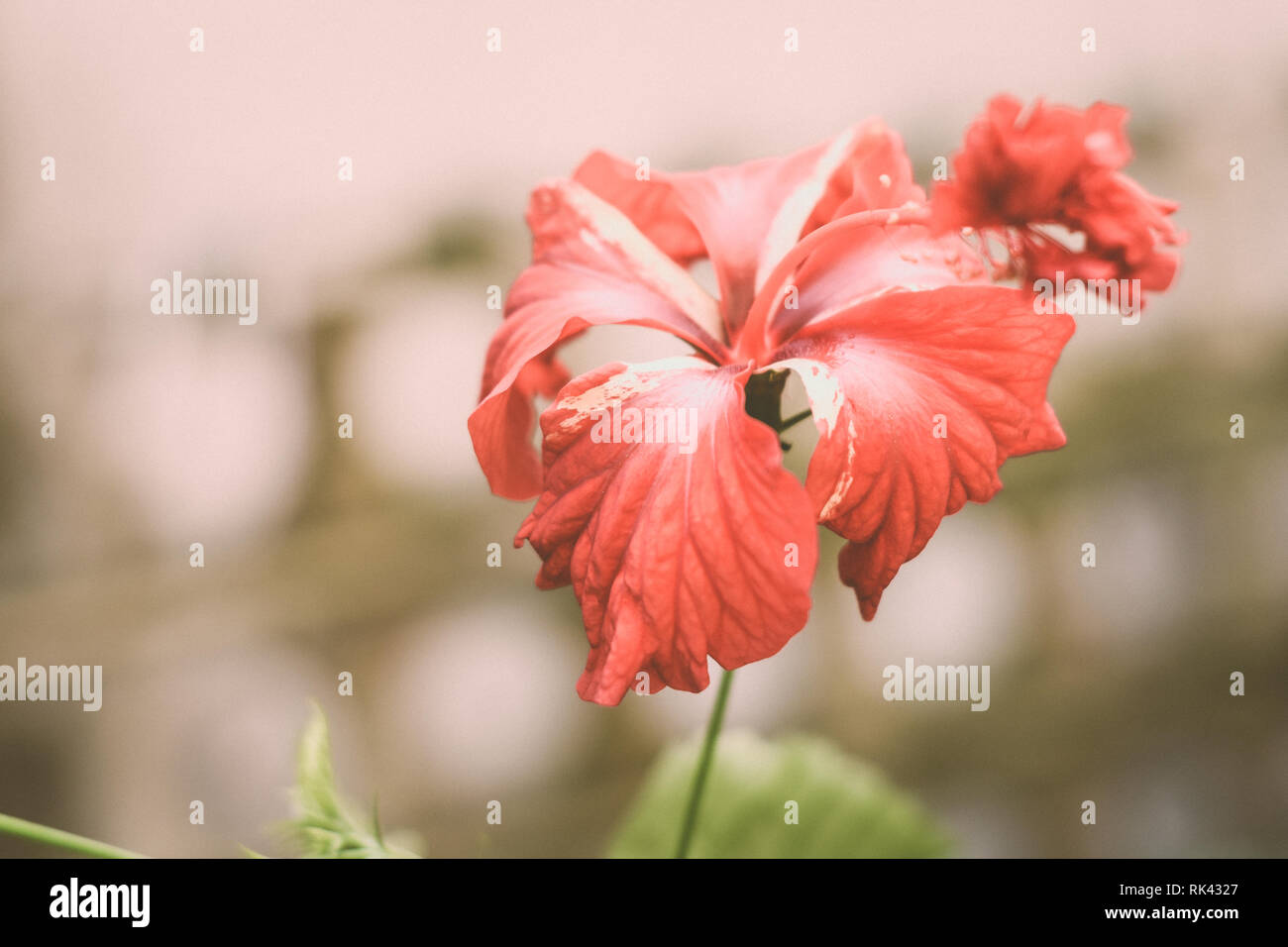 One Chaba flower (Hibiscus rosa-sinensis) chinese rose, red color ...