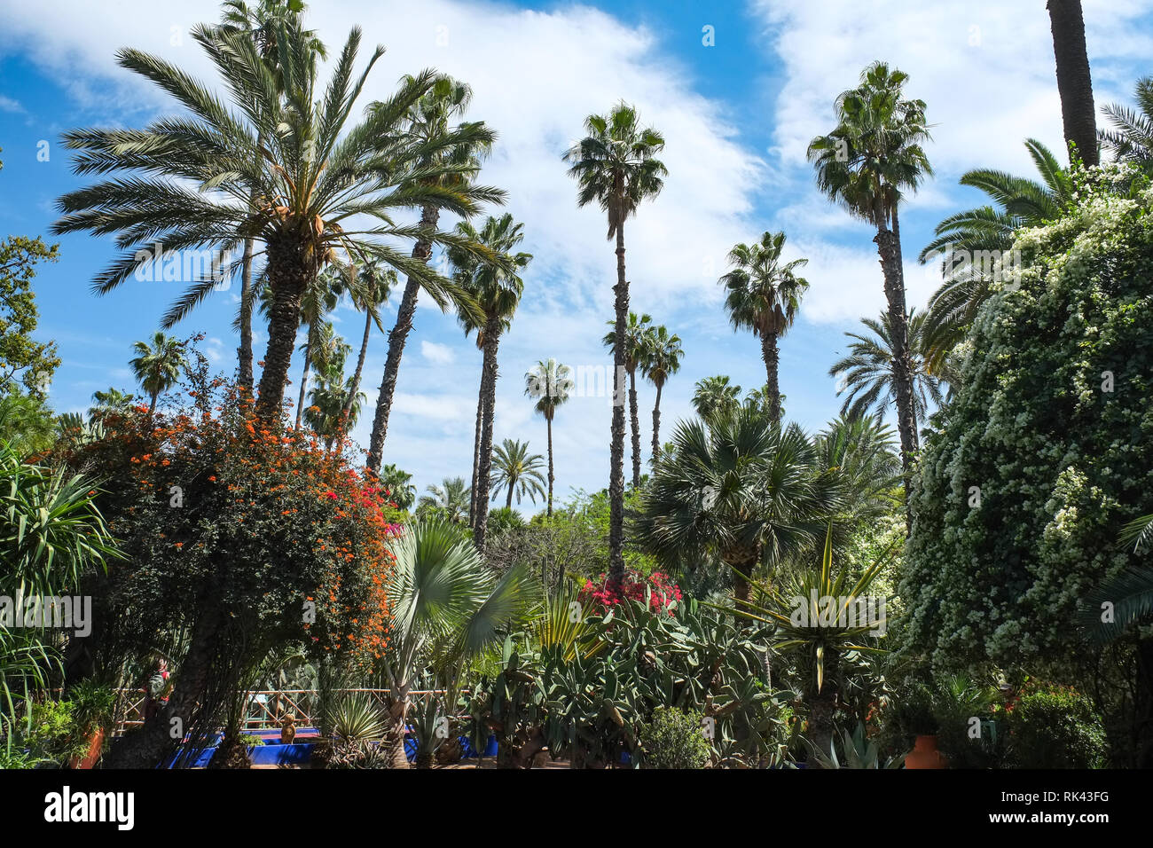 Majorelle Garden, botanical landscape garden in Marrakech, Morocco ...