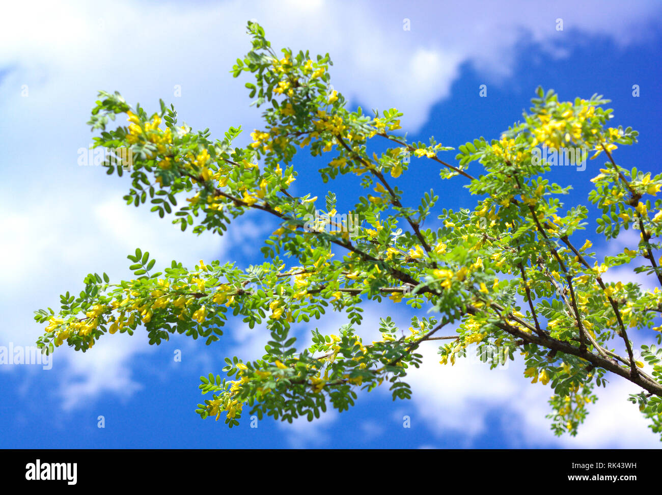 yellow acacia at Spring Stock Photo - Alamy