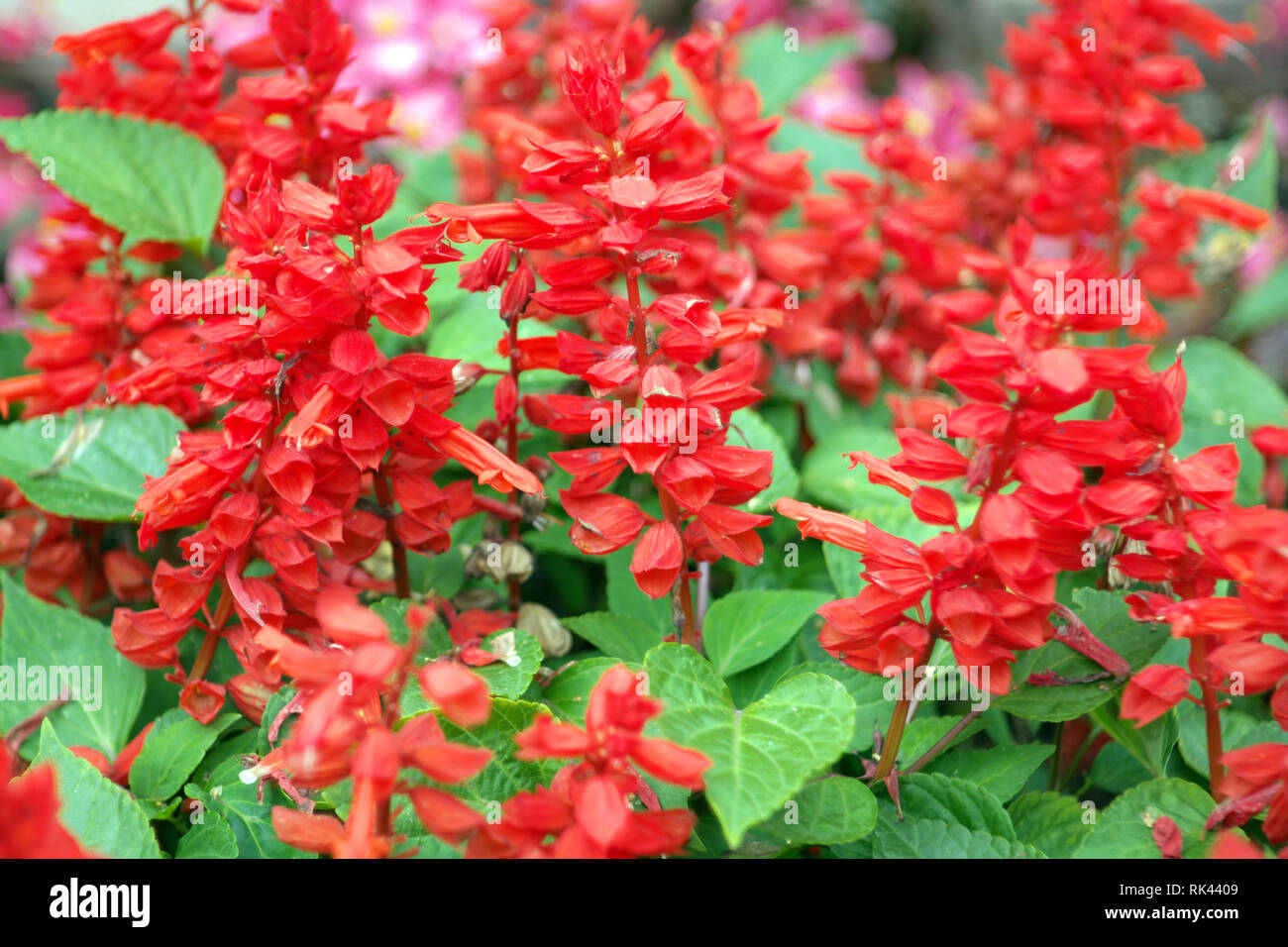 red little flowers Stock Photo - Alamy