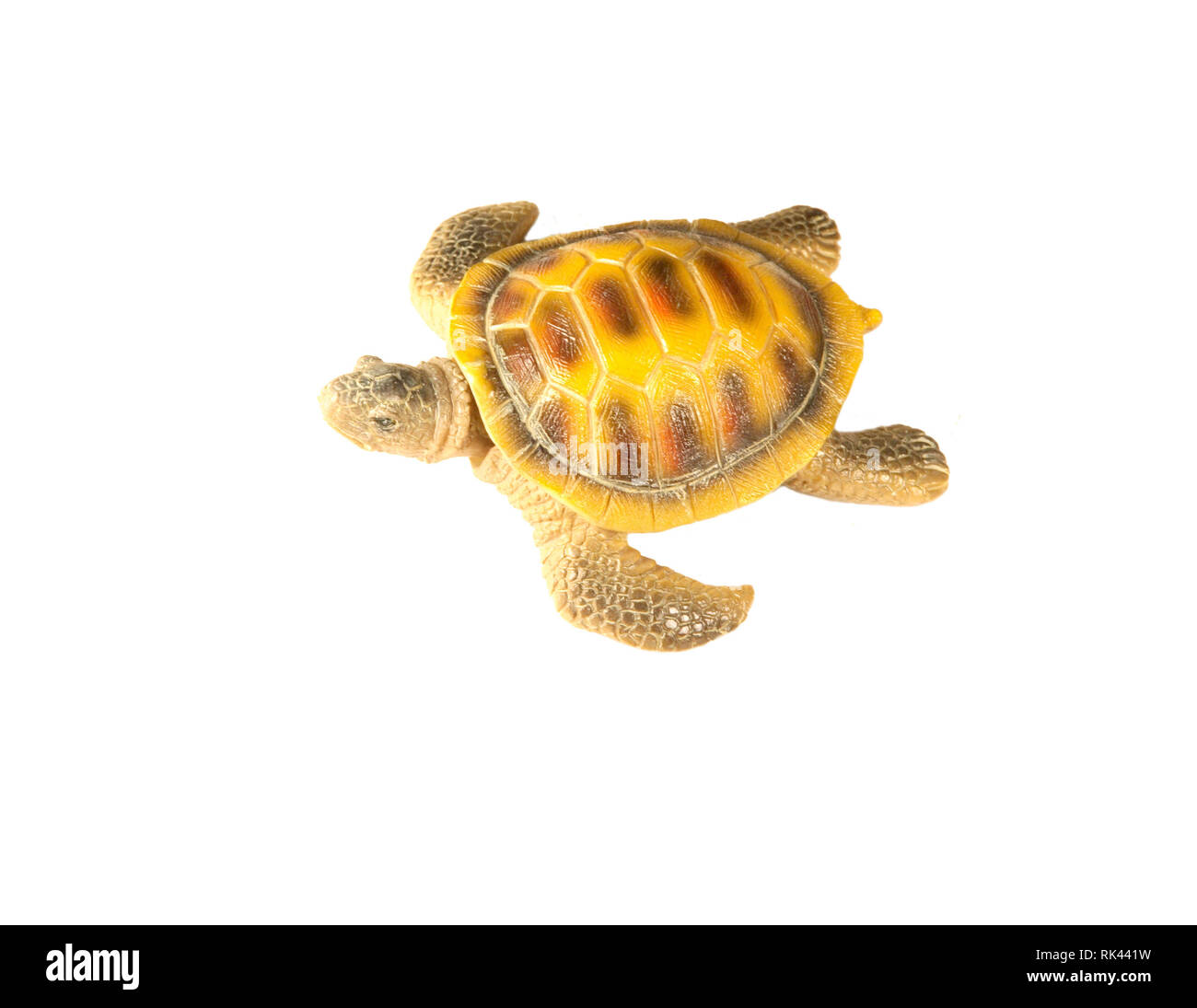 shell turtle on white background Stock Photo - Alamy