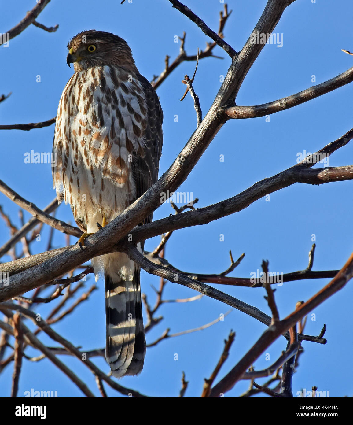 Prairie Falcon up close Stock Photo - Alamy