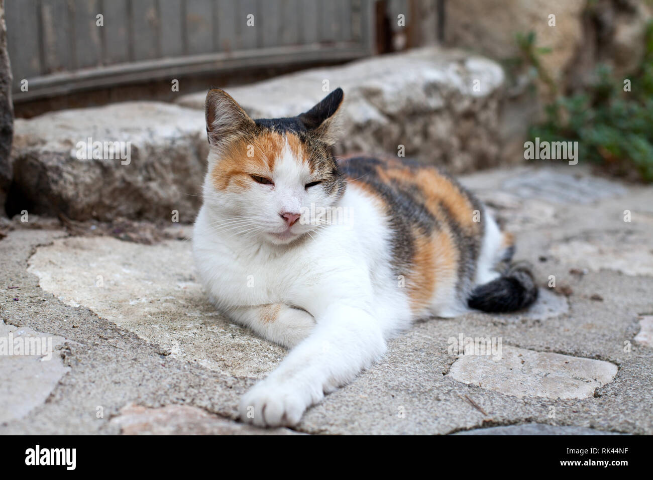 Sleepy fluffy cat resting on the sidewalk on a summer day Stock Photo ...