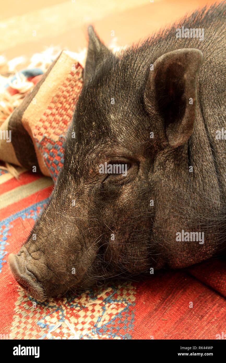 Wilbur the pig hi-res stock photography and images - Alamy