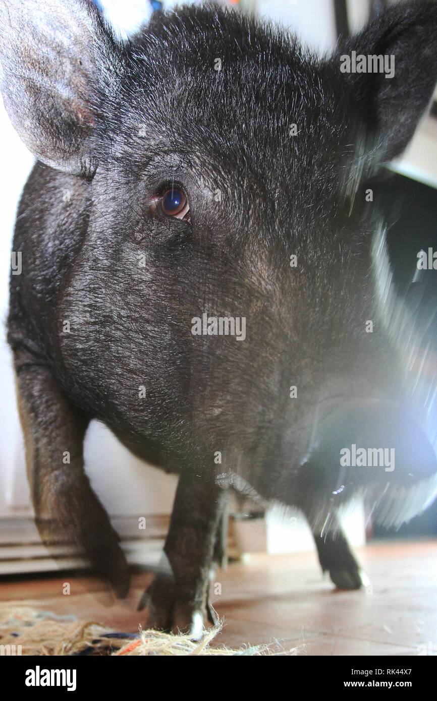Wilbur the pig hi-res stock photography and images - Alamy