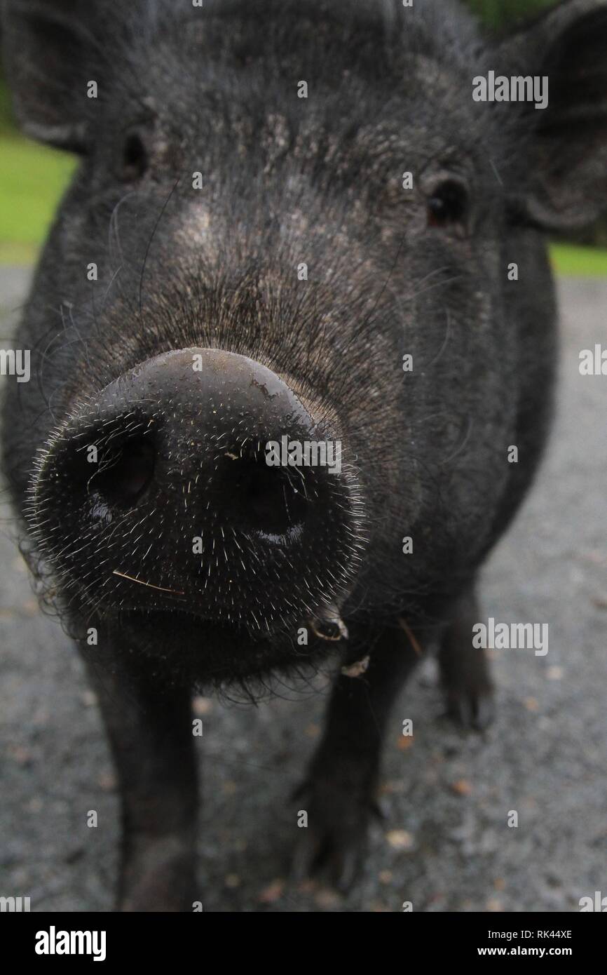 Jolly pig hi-res stock photography and images - Alamy