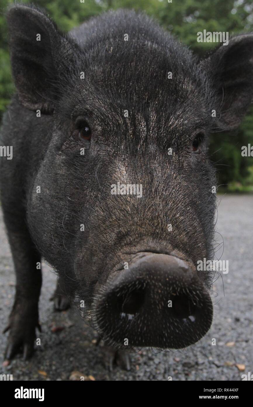 Wilbur the pig hi-res stock photography and images - Alamy