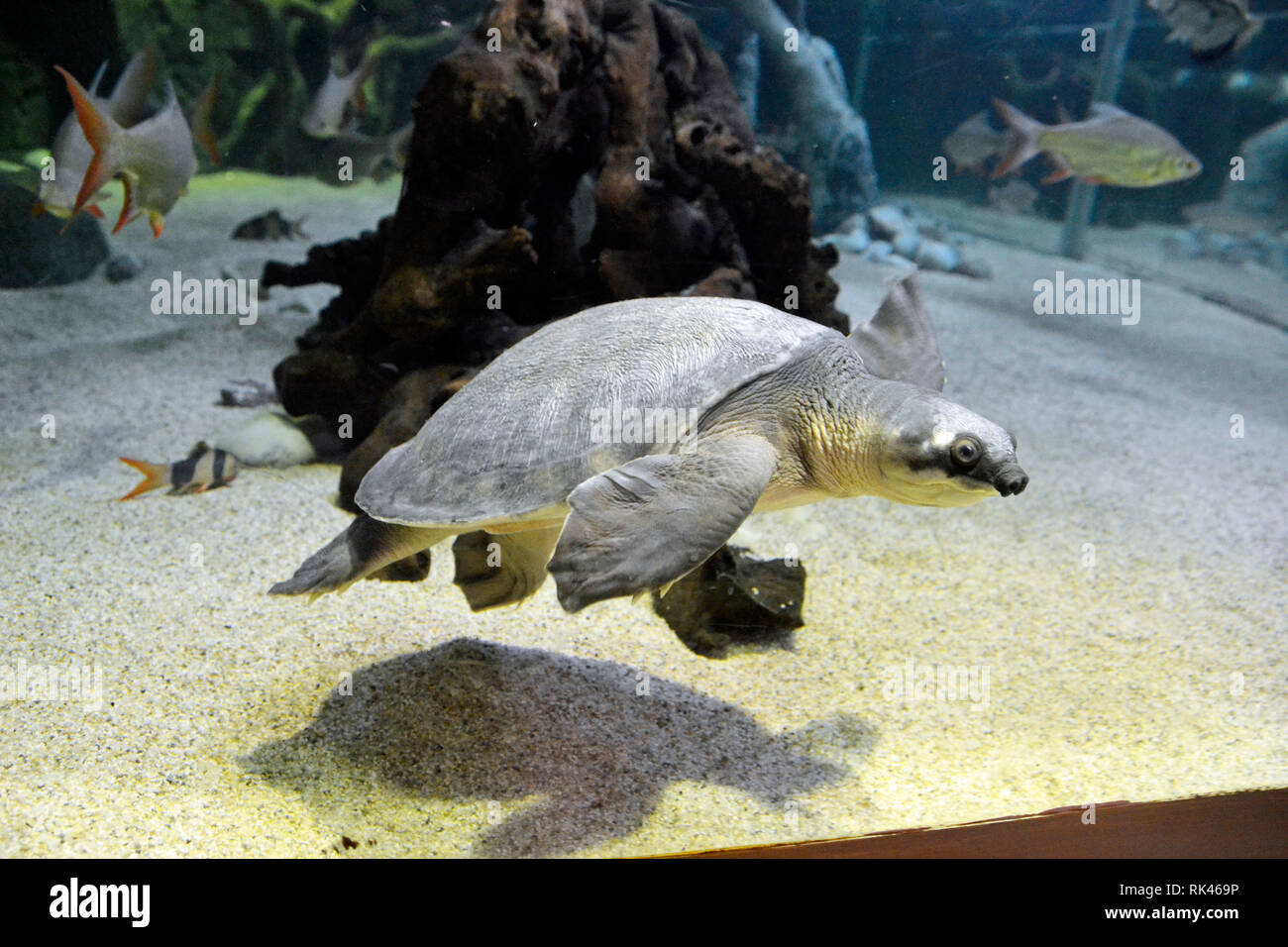 Pignose turtle at Bournemouth Oceanarium, a public aquarium, on the ...