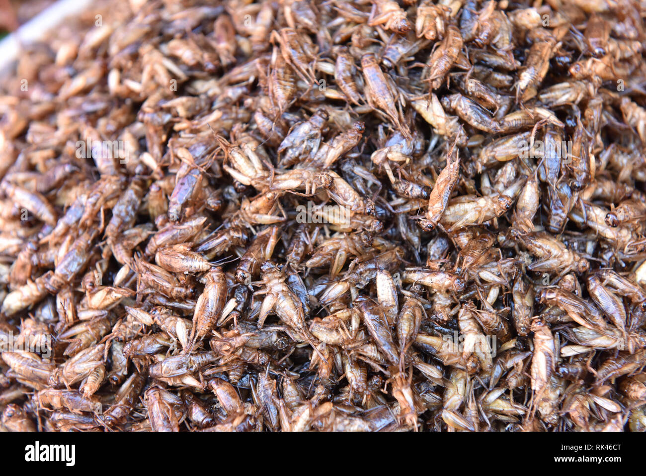 Edible insects hi-res stock photography and images - Alamy
