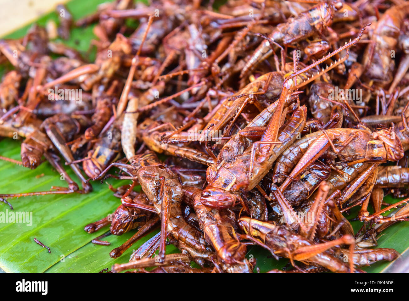 Edible insects, Chiang Mai, Thailand Stock Photo - Alamy