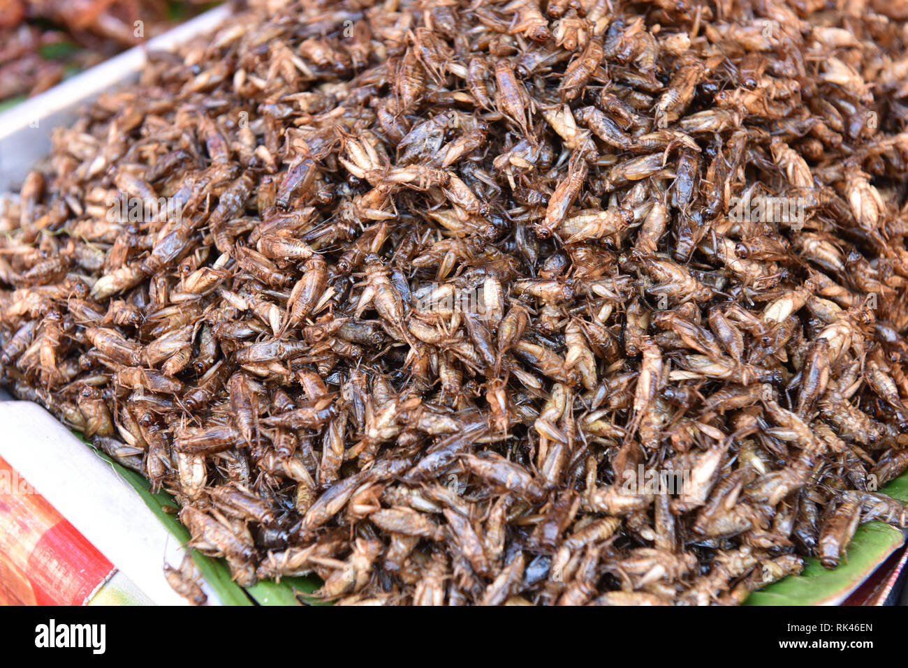 Edible insects, Chiang Mai, Thailand Stock Photo - Alamy