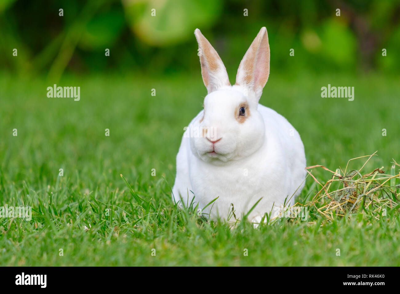 Calm and sweet little white rabbit sitting on green grass, cute bunny ...
