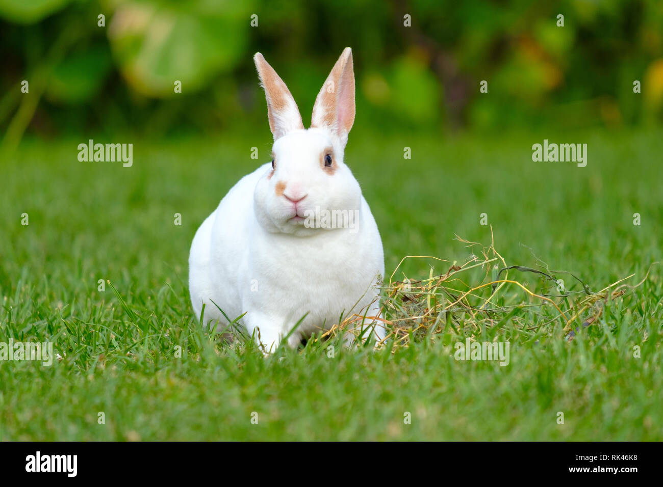 Calm and sweet little white rabbit sitting on green grass, cute bunny ...