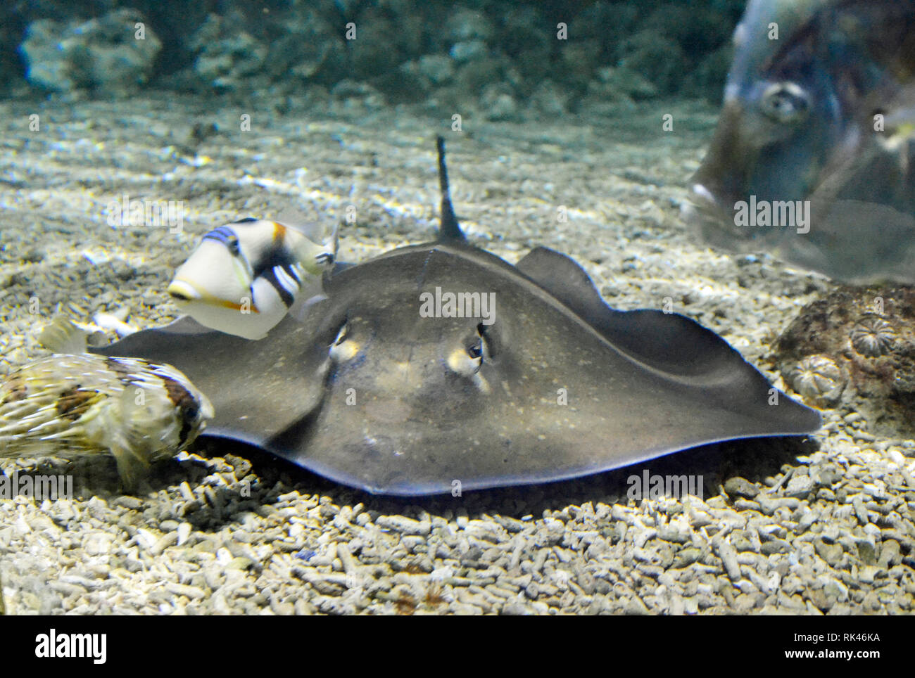 Saltwater Aquarium Stingray